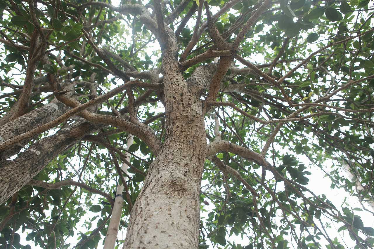 Cây Mộc Hương - Cách Trồng, Chăm Sóc Loài Cây Quý Như Vàng